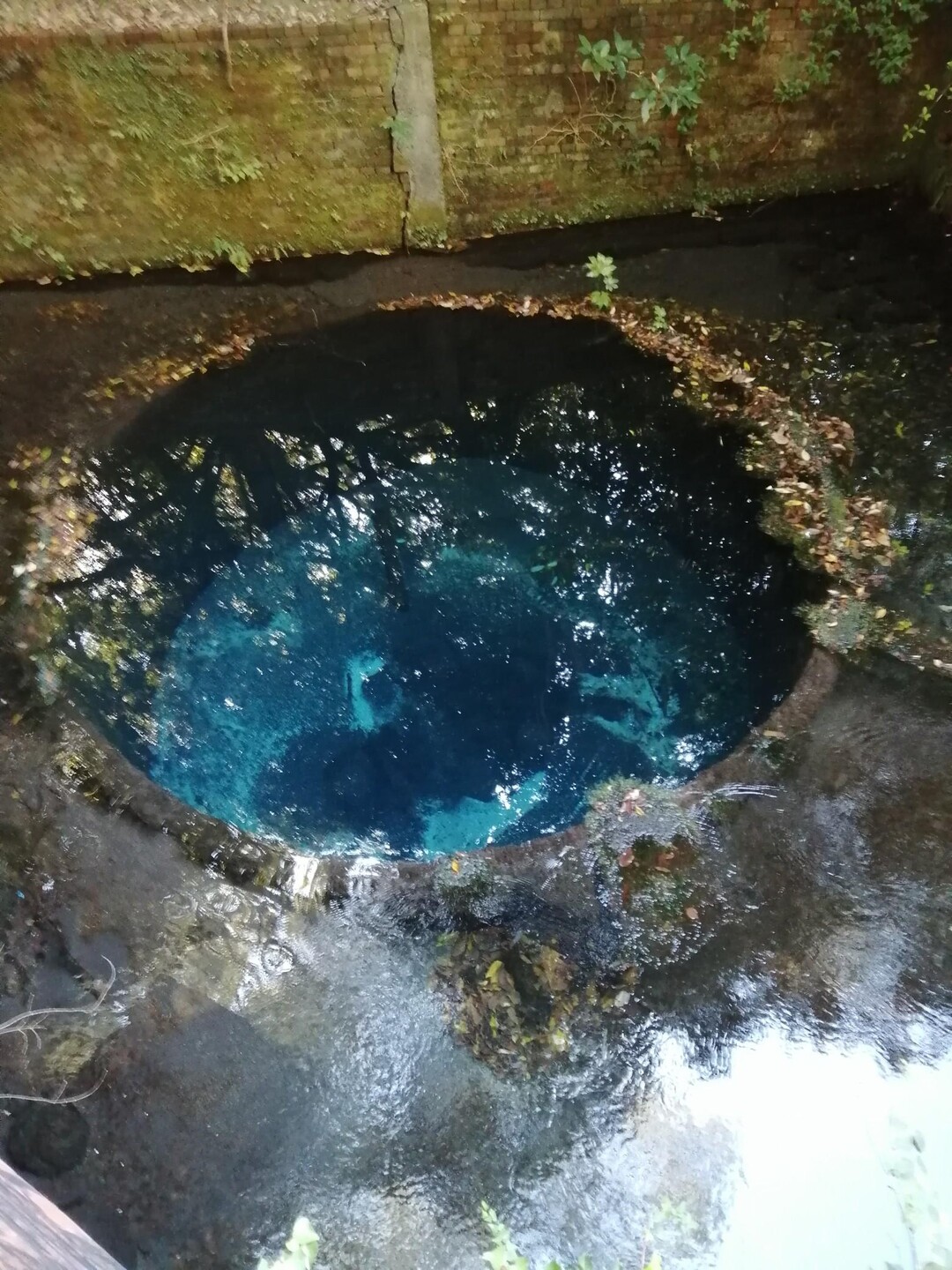 柿田川湧水公園 / kumomaさんのウォーキングの活動データ | YAMAP / ヤマップ