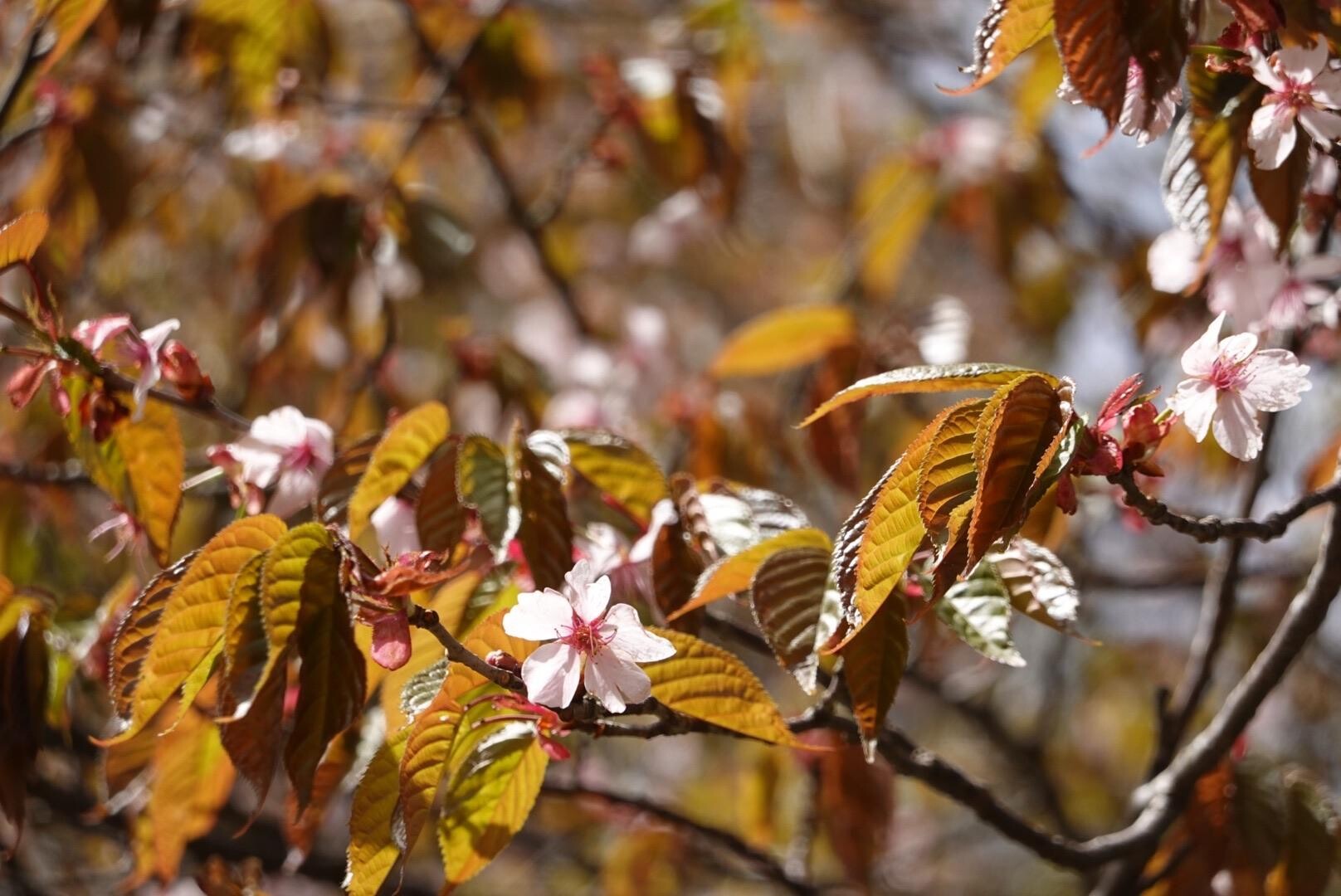 宝達山 / magさんの宝達山の活動データ | YAMAP / ヤマップ