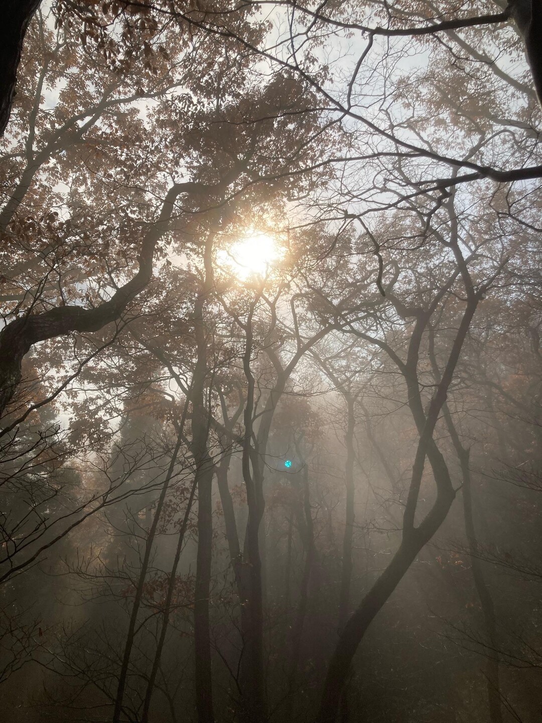 仕事あがりに角田山⛰️16 / katsu.fdさんの角田山の活動データ | YAMAP / ヤマップ