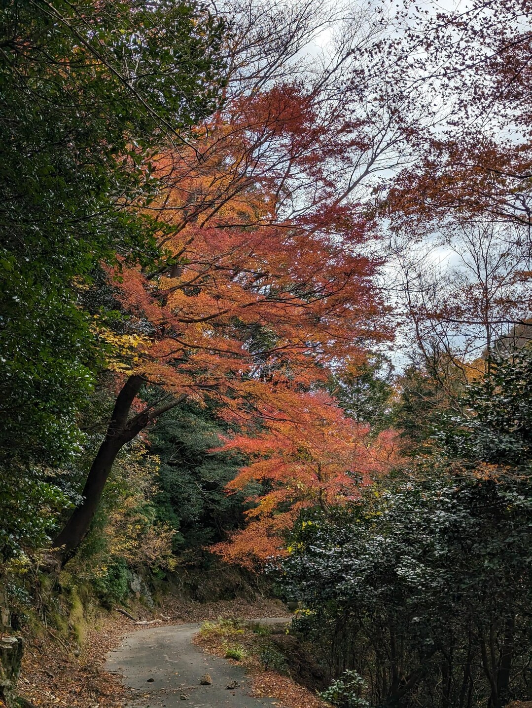 solaさんの投稿したフィールドメモ | YAMAP / ヤマップ