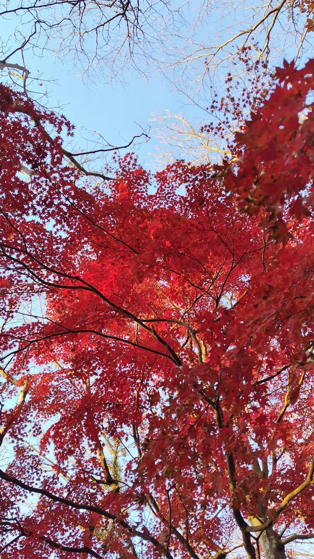 宝篋山・富岡山 / たひびとNekoさんの宝篋山・富岡山の活動データ | YAMAP / ヤマップ