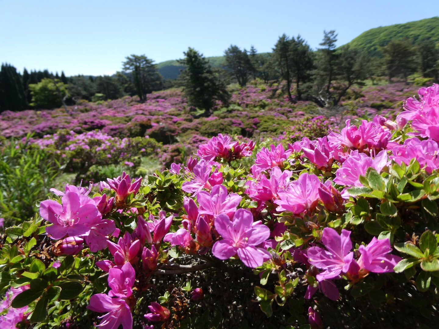 今年は万年山へ🌸 / COCOさんの万年山・伐株山の活動日記 | YAMAP / ヤマップ