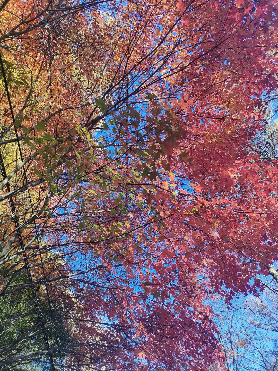 榛名湖畔紅葉🍁 #私がみつけた群馬 / hirokyuuさんのモーメント | YAMAP / ヤマップ