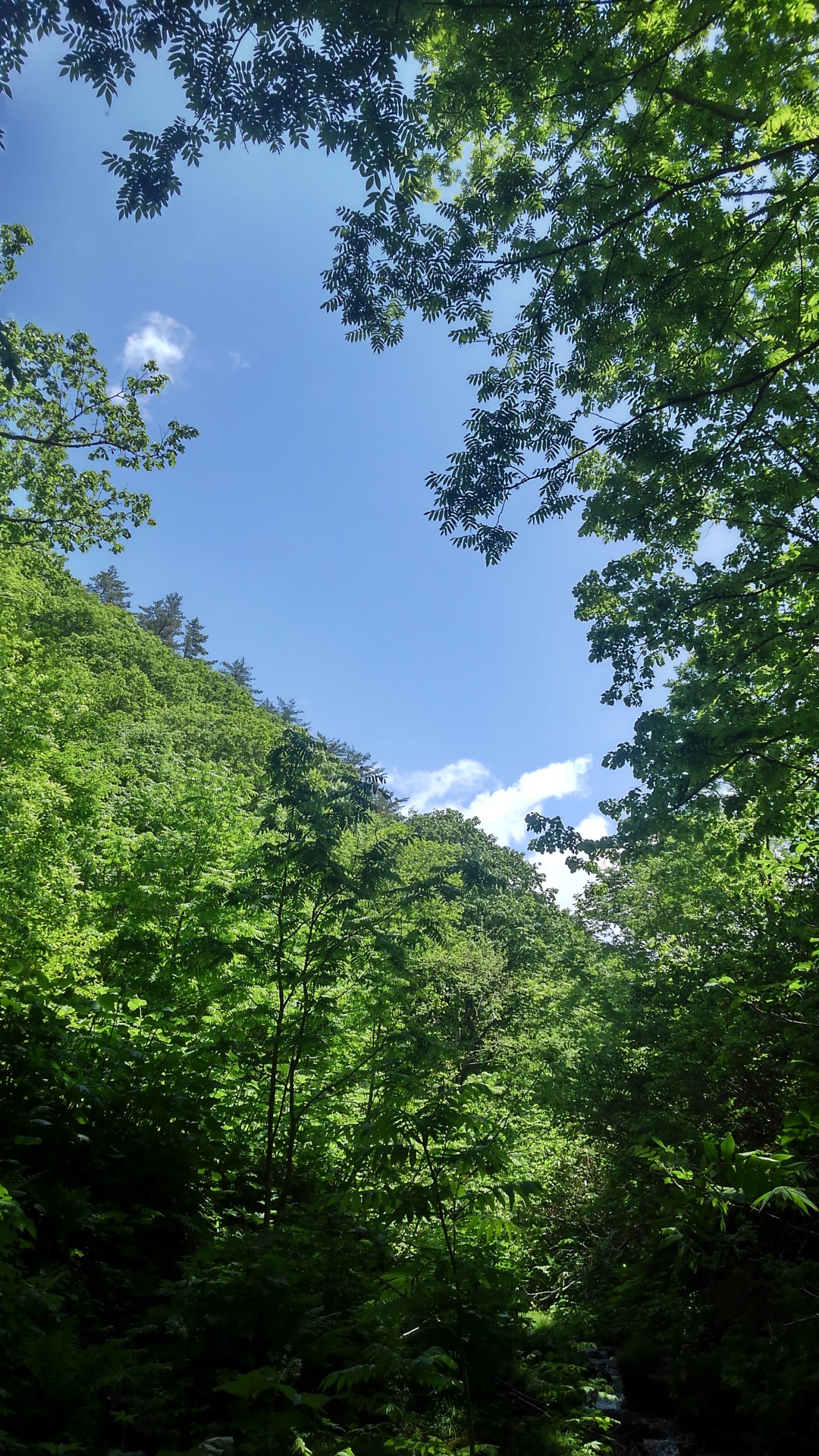 ういーす⤴️ 晴れ間を見てお山へ🤣 カ... / こころんさんのモーメント | YAMAP / ヤマップ