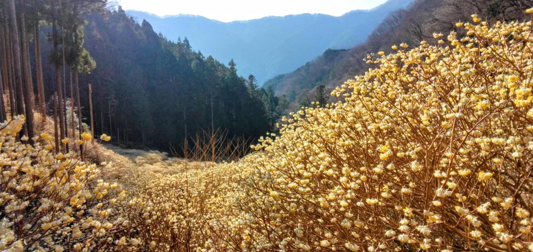 屋敷山のミツマタとみどり市のカタクリ祭りへ / hachacha-umemeさんのウォーキングの活動データ | YAMAP / ヤマップ