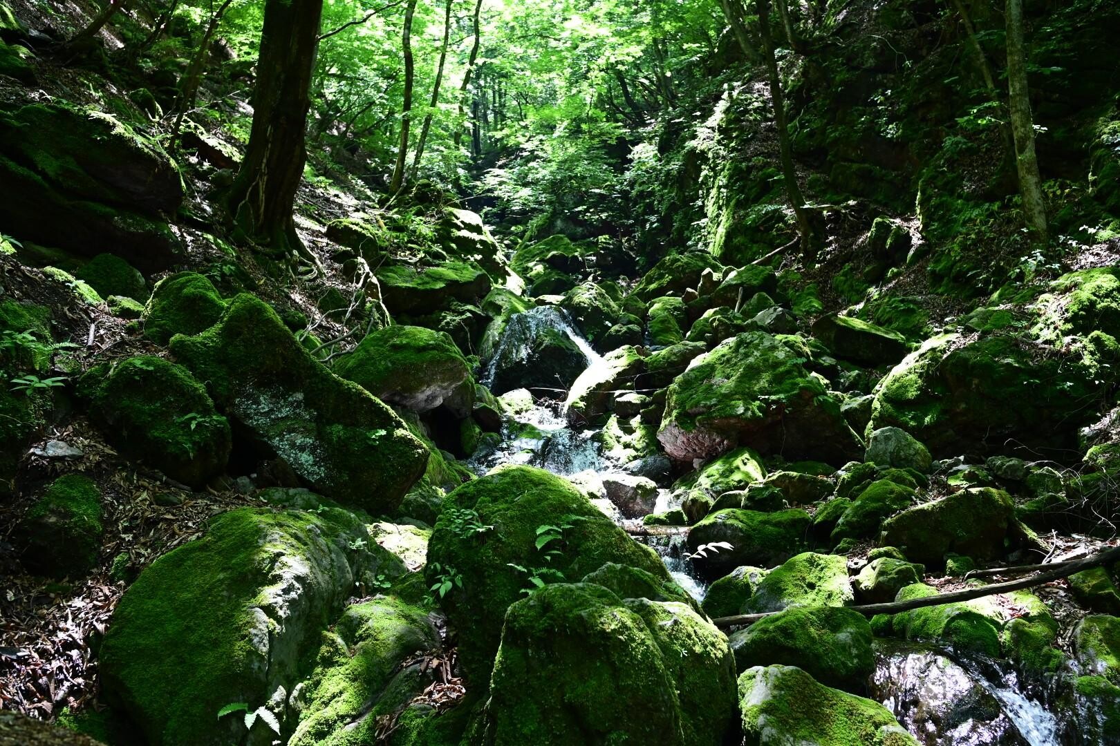 両神山 / ryryryryさんの両神山・諏訪山・二子山の活動データ | YAMAP / ヤマップ