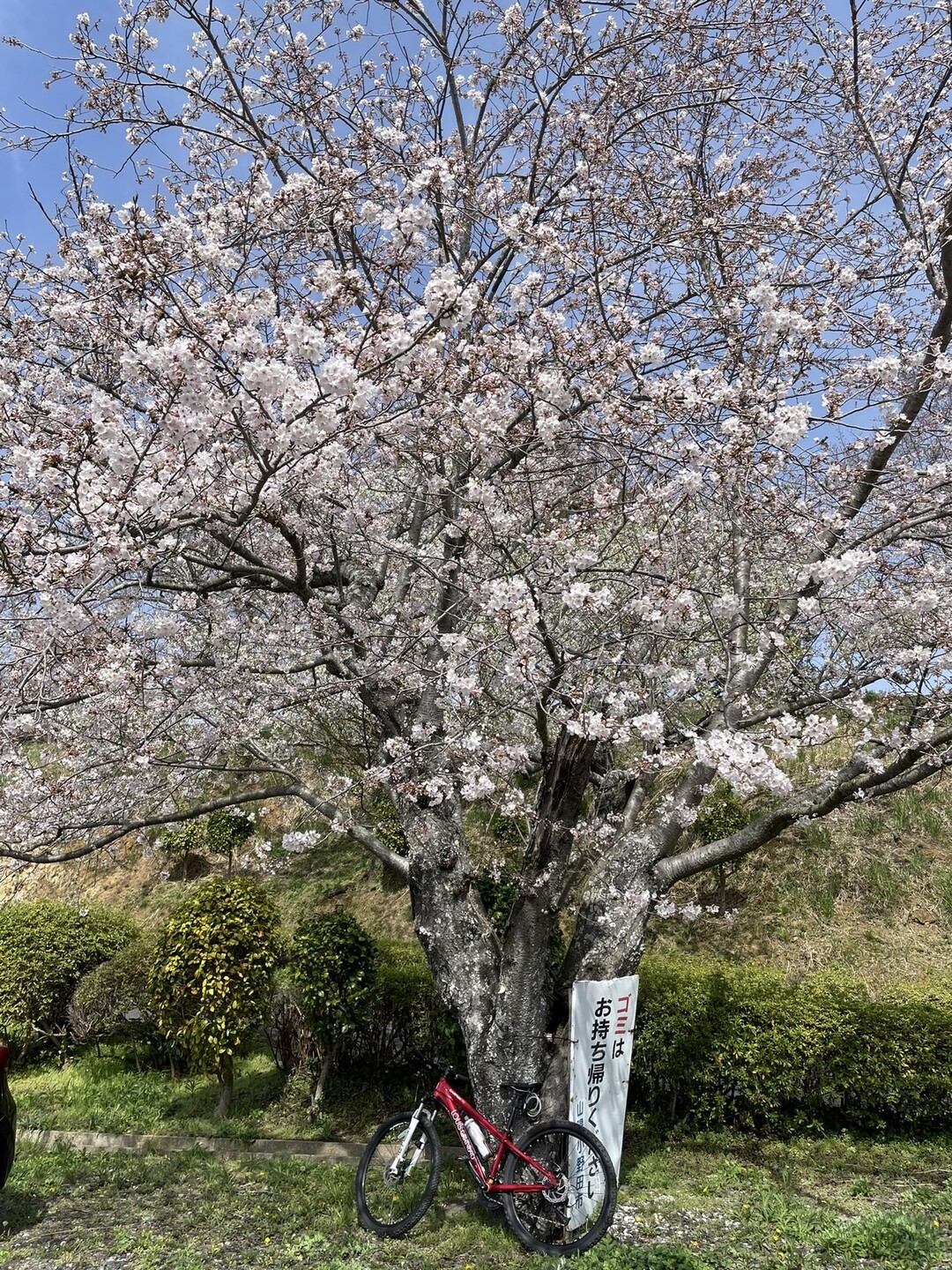 竜王山(小野田)🚲MTB🌸さくら見たくてヒルクライム / YS-153さんの竜王山の活動データ | YAMAP / ヤマップ