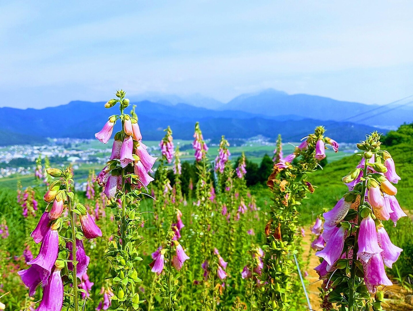 駒見山ぐるり-2023-06-18 / ukiさんの御岳山・駒見山の活動データ | YAMAP / ヤマップ