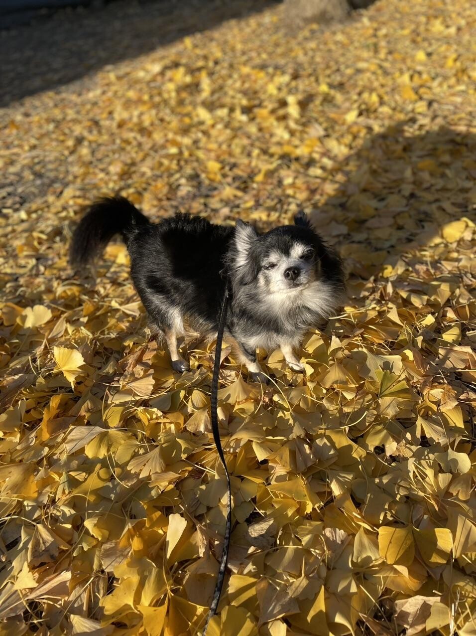 maboのページ | YAMAP / ヤマップ