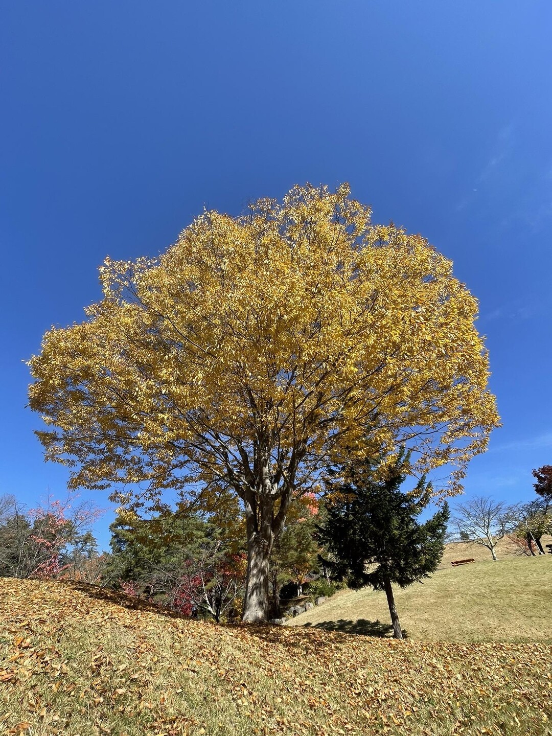 上田 市民の森 紅葉🍁が 青空に映えて... / ショコマロさんのモーメント | YAMAP / ヤマップ
