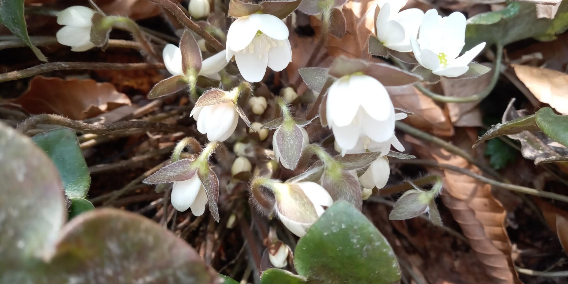 2023ｰ04ｰ04 権現山・万寿山(花三昧) / bakkyさんの万寿山・六郎山・台羽山の活動データ | YAMAP / ヤマップ
