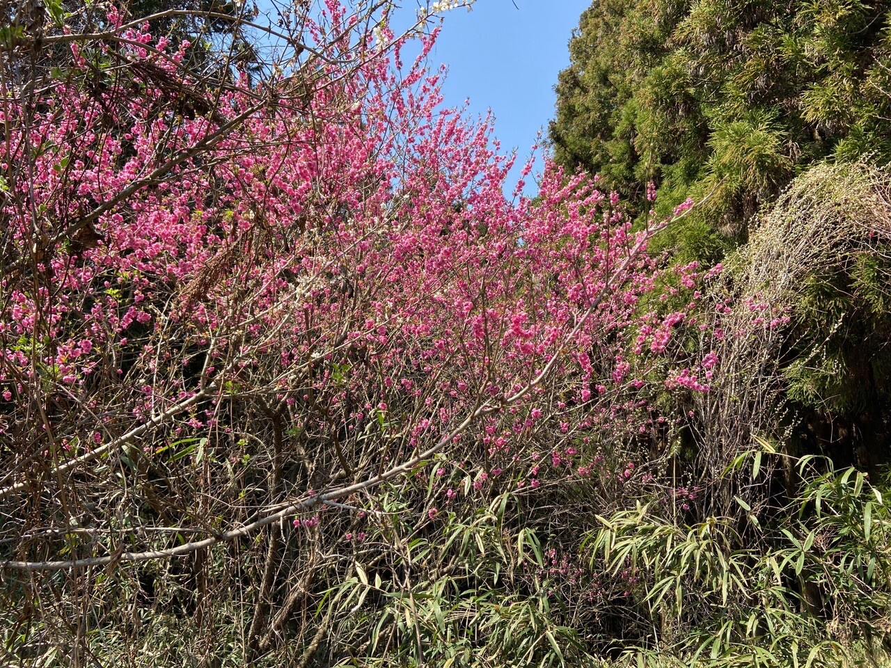 奥高尾 / kazu-bayさんの高尾山・陣馬山・景信山の活動データ | YAMAP / ヤマップ