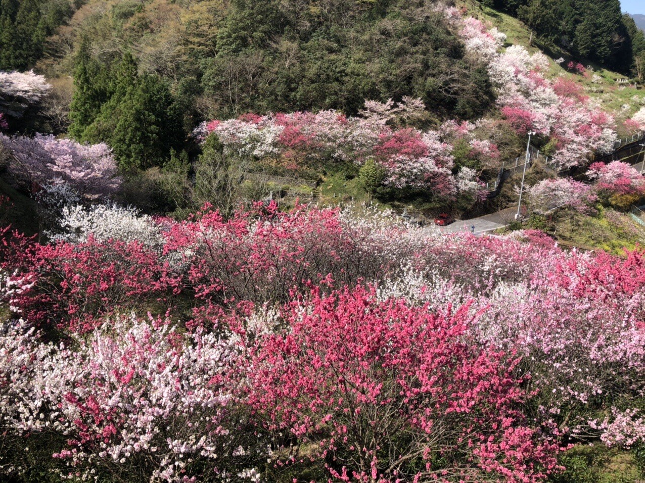 初モーメント😊 満開の白やピンクの愛ら... / rikiさんのモーメント | YAMAP / ヤマップ