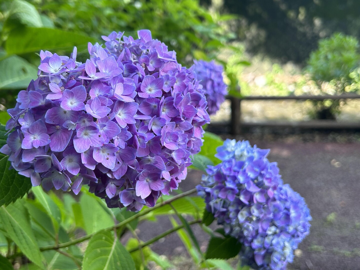 渋川市の小野池あじさい公園へ紫陽花開花偵... / ゆうやけさんのモーメント | YAMAP / ヤマップ