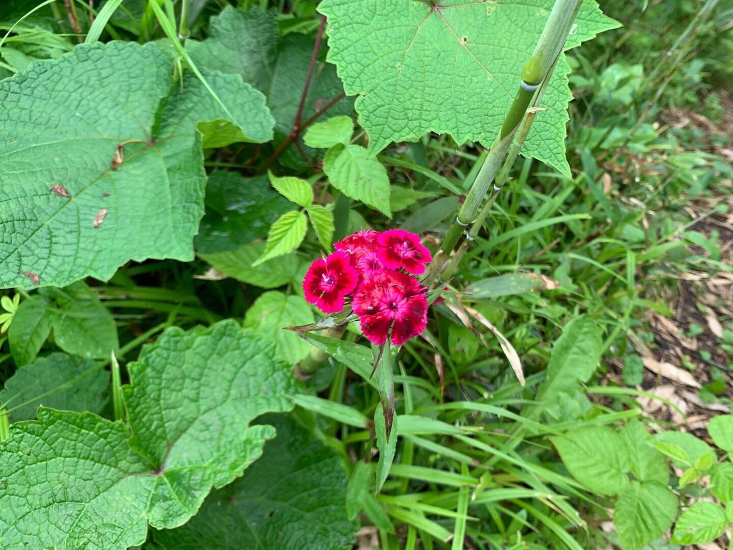 昼に名寄で所用が終わり…千花でソフトクリ... / sho!!さんのモーメント | YAMAP / ヤマップ