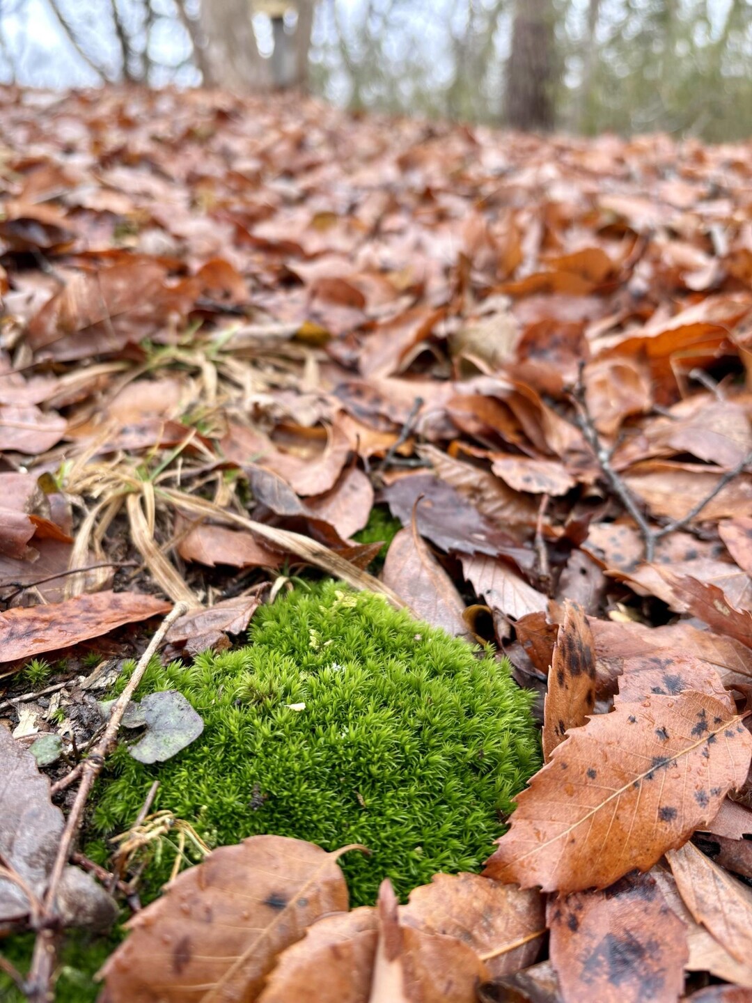 いこいの森まで 午前中時間が空いたので... / hiroさんのモーメント | YAMAP / ヤマップ