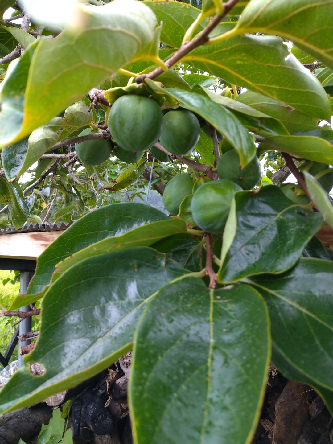 お散歩 雨の中のお散歩…… / かまらさんのモーメント | YAMAP / ヤマップ