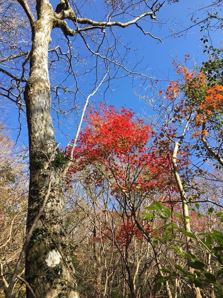 みなさんも、印象深い彩りを見せてくれる樹... / wara2さんのモーメント | YAMAP / ヤマップ