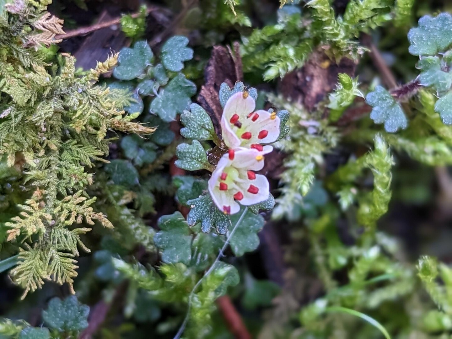 横根山 イワウチワの群生に感動 / soudoさんの土岳・花貫渓谷・竪破山の活動データ | YAMAP / ヤマップ