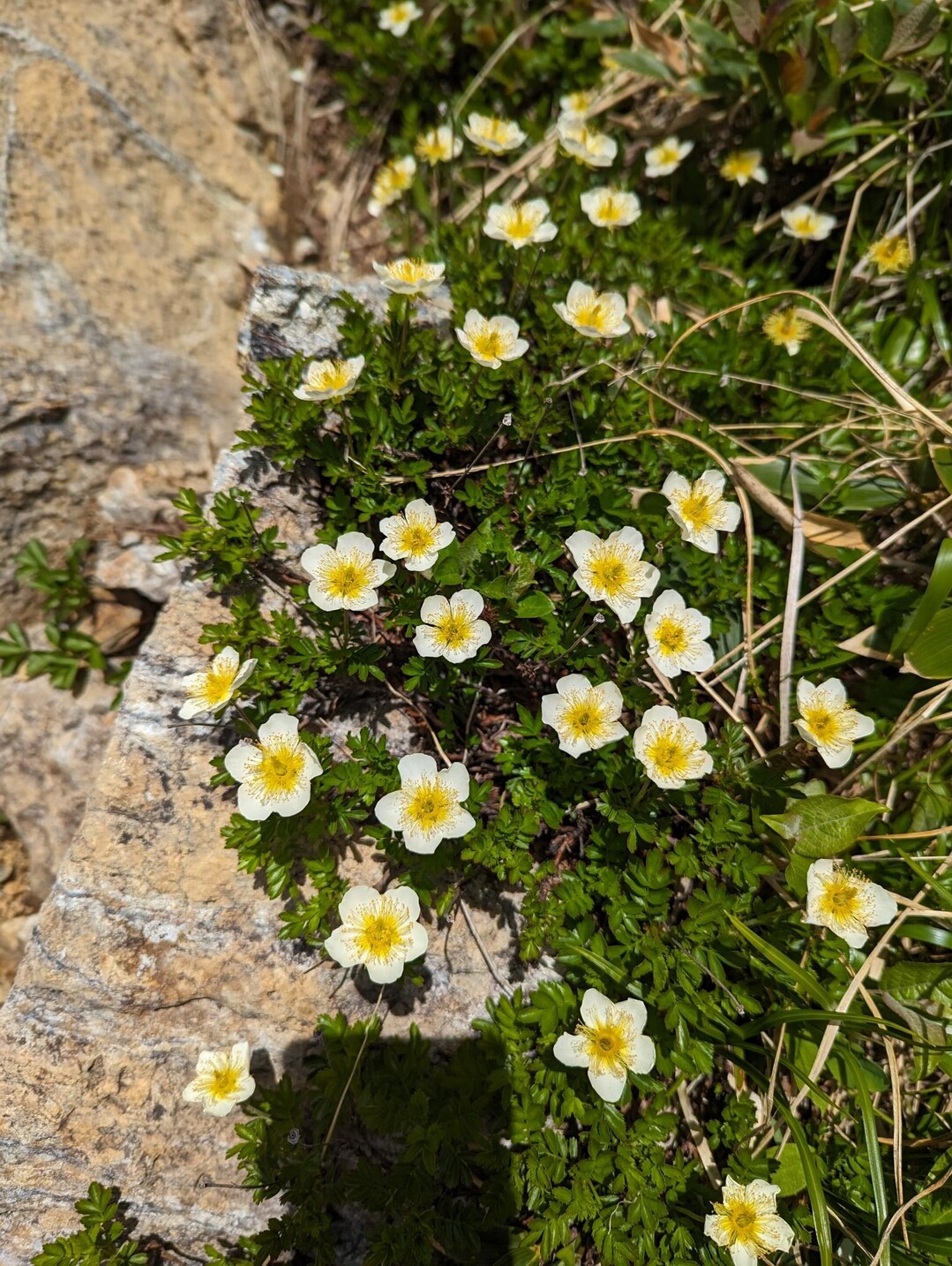 尾瀬の夏の花【其の七】 至仏山から小至仏... / soraさんのモーメント | YAMAP / ヤマップ