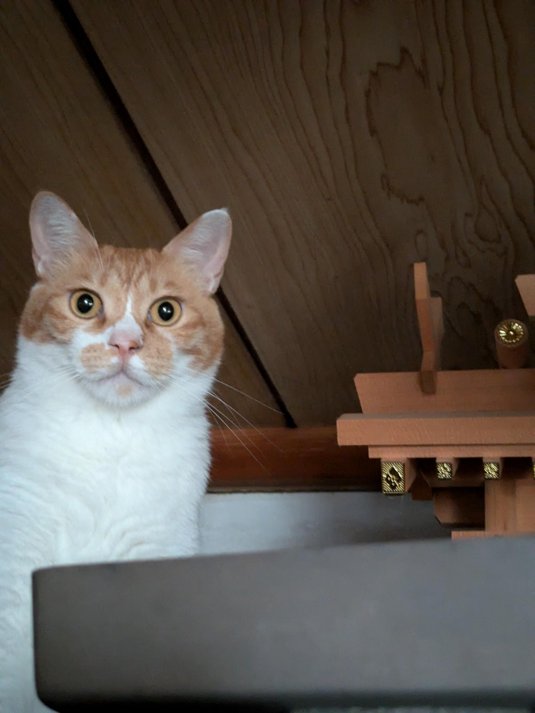 ウチのニャンのマイ？ブー厶😆 神棚から... / リリィさんのモーメント | YAMAP / ヤマップ