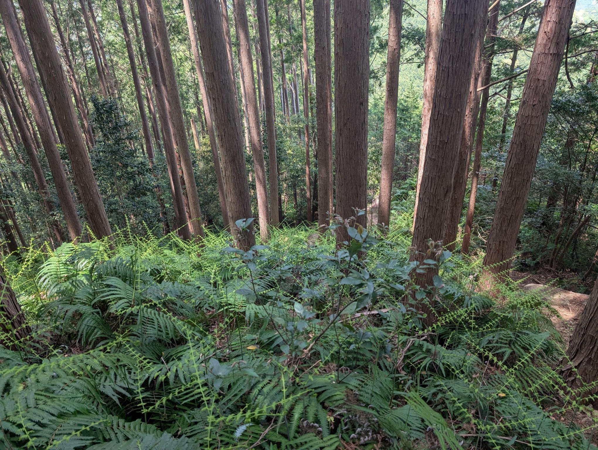 便石山 / Ryuさんの御在所岳（御在所山）・雨乞岳の活動データ | YAMAP / ヤマップ