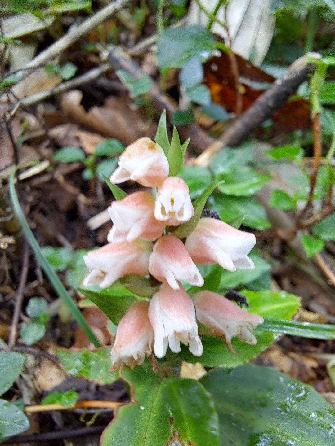 七時雨山お花探し その2 / Ku-minさんの七時雨山・田代山の活動データ | YAMAP / ヤマップ