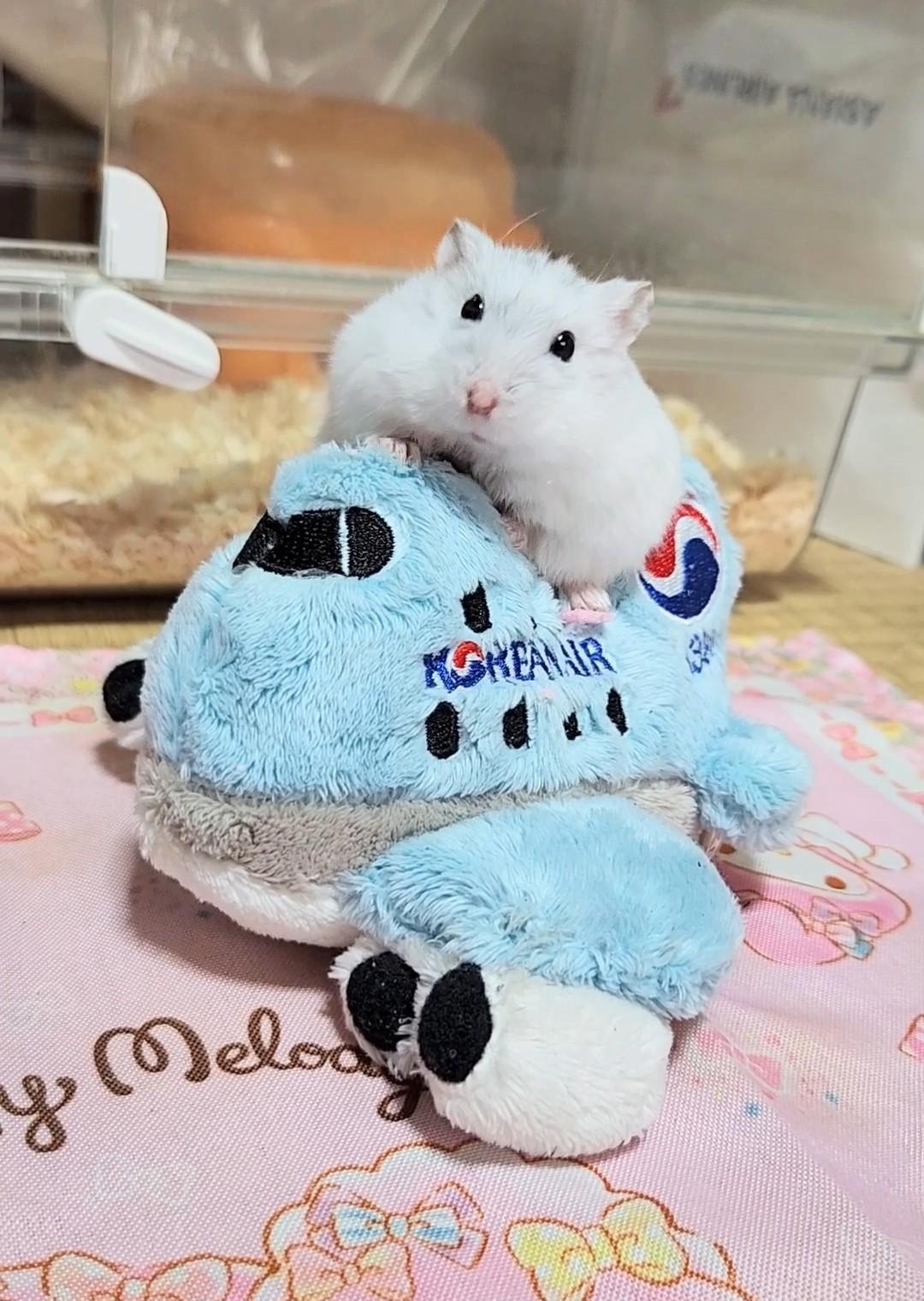 癒しのゆきちゃん🐹💕飛行機に乗って海... / Jackさんのモーメント | YAMAP / ヤマップ