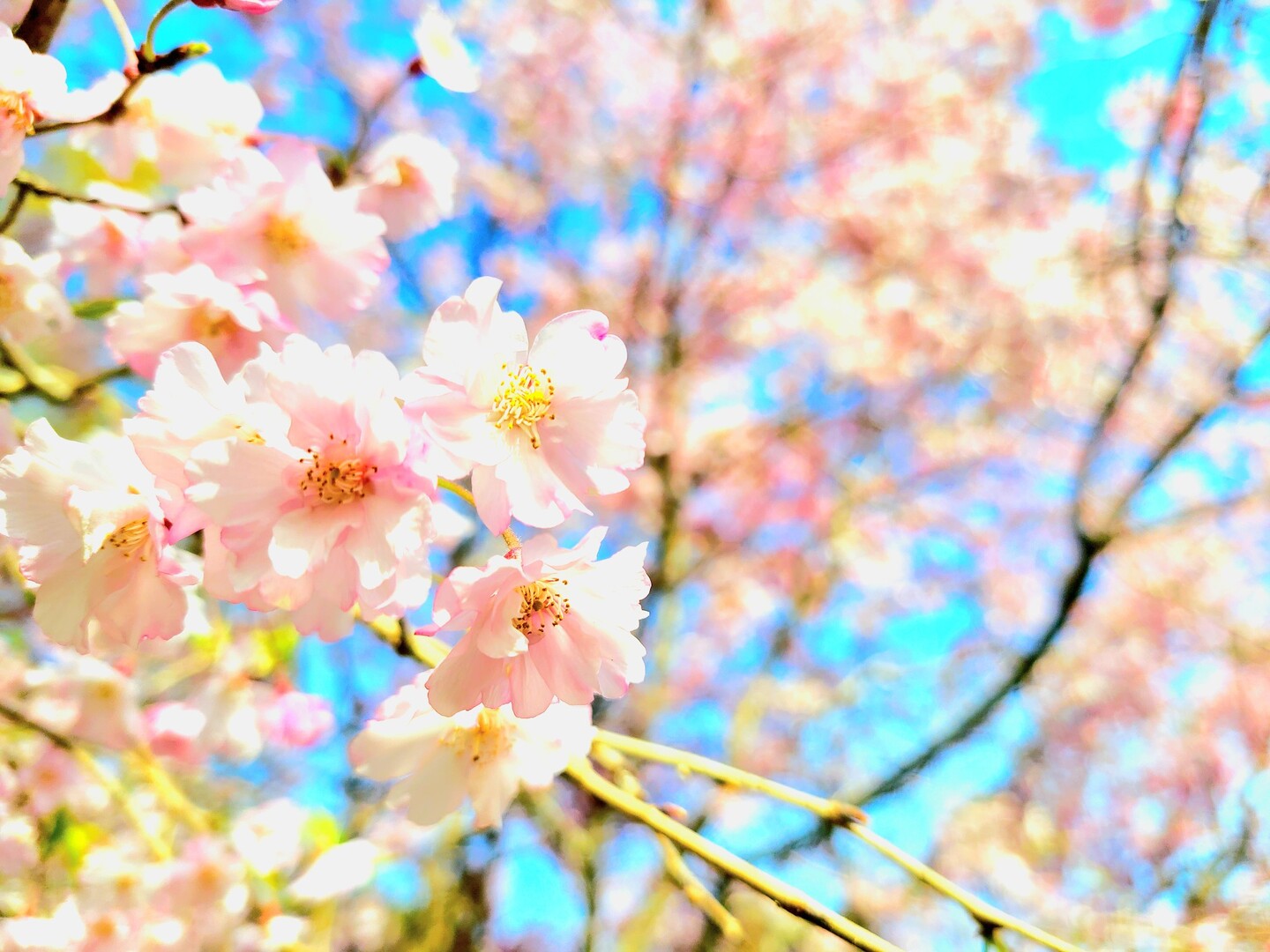 新生活。おめでとうございます。 バタバタ... / SAYU⁂さんのモーメント | YAMAP / ヤマップ