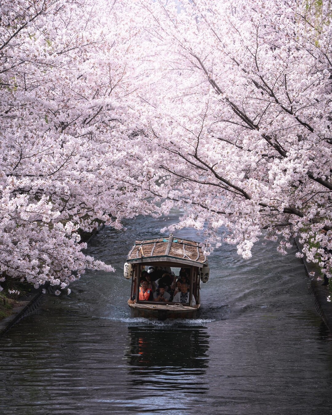 2024/4/6 伏見十石舟 満開でめっ... / shoさんのモーメント | YAMAP / ヤマップ