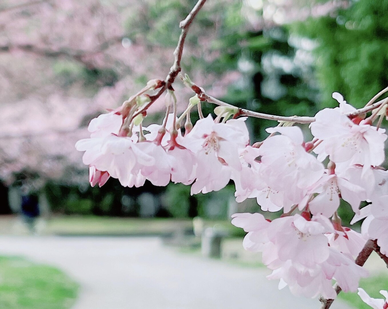 2024.04.01(月) 22:31 / papiさんのモーメント | YAMAP / ヤマップ