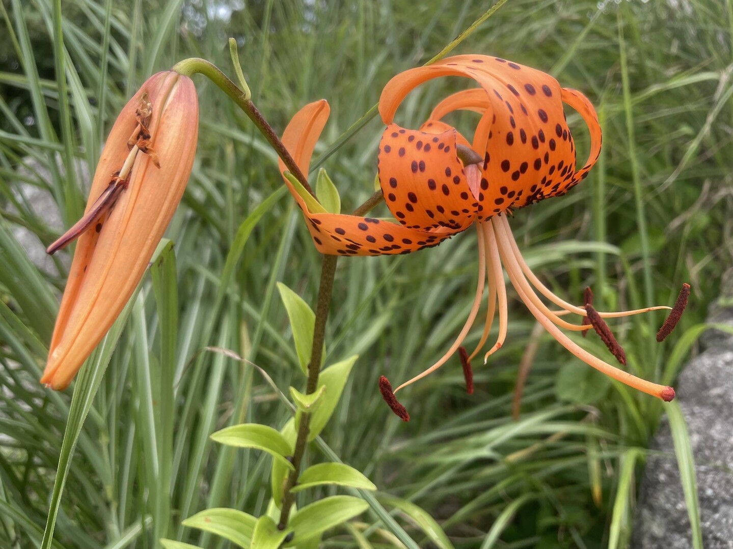 週刊⛰️宝満山11(正面道〜うさぎ道) / daikiboさんの宝満山・三郡山・若杉山の活動データ | YAMAP / ヤマップ