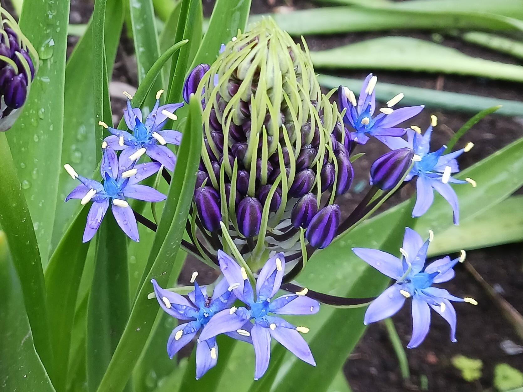 オオツルボ💠 花言葉は「隠れた価値」で... / hiroさんのモーメント | YAMAP / ヤマップ