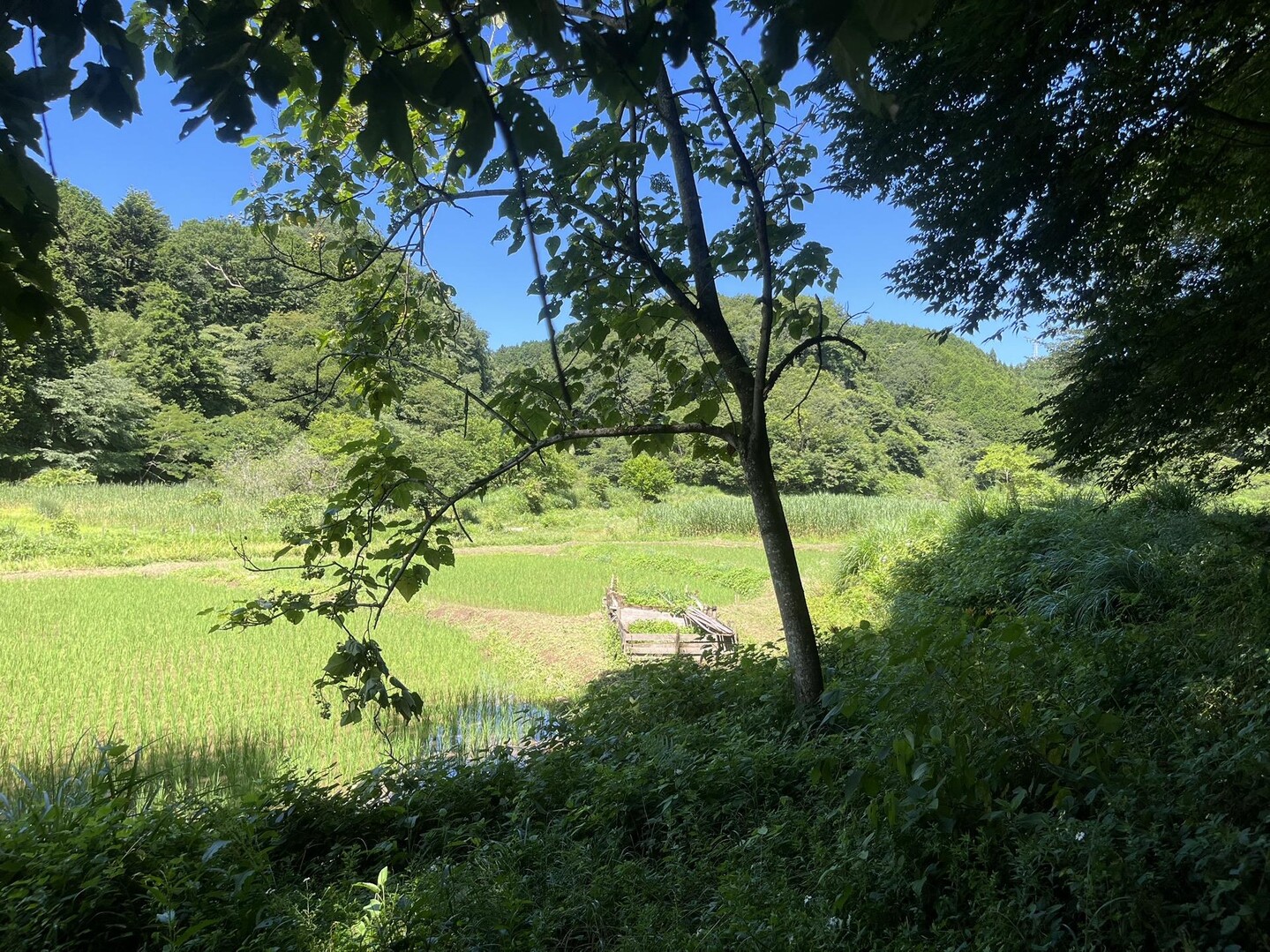 子供とポタリング / kpk_cooさんのランニングの活動データ | YAMAP / ヤマップ