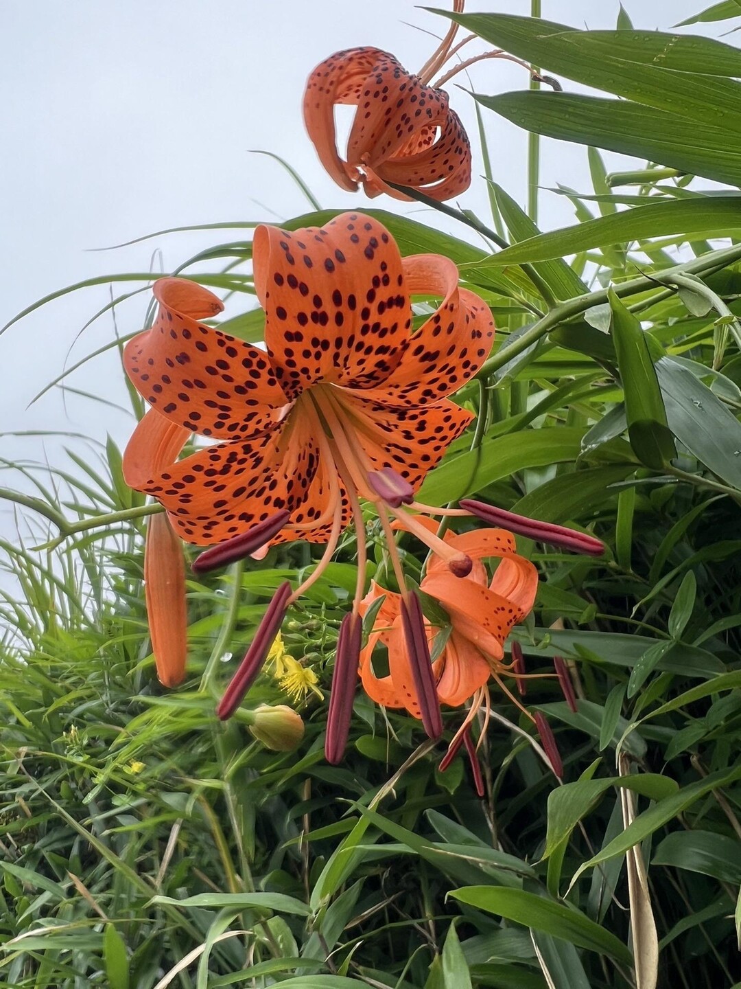 大和葛城山 / kane-yanさんの葛城古道の活動データ | YAMAP / ヤマップ