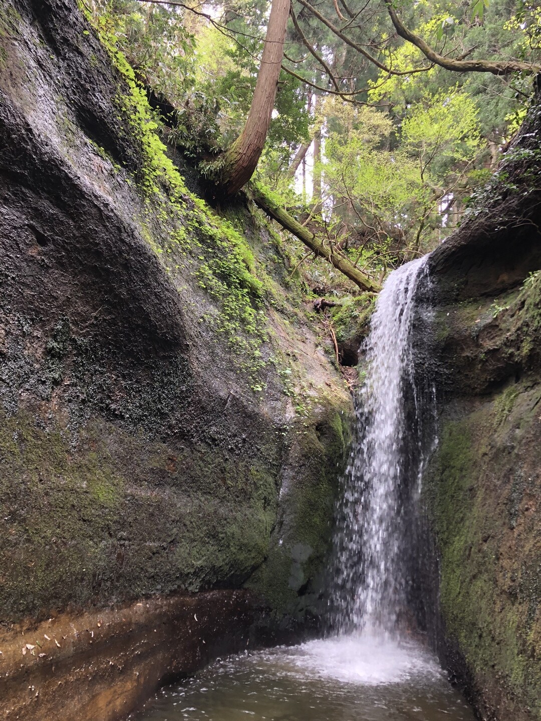 散歩に訪れた処は素敵な滝とアズマシロガネ... / w823hさんのモーメント | YAMAP / ヤマップ