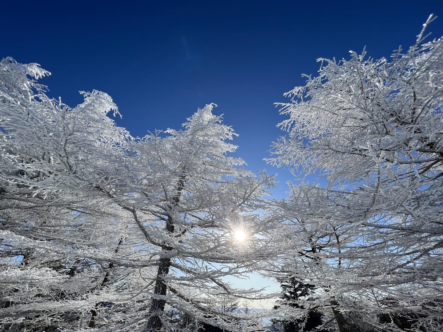 感無量！南沢山・横川山 / harusan ~さんの恵那山・大判山・神坂山の活動データ | YAMAP / ヤマップ