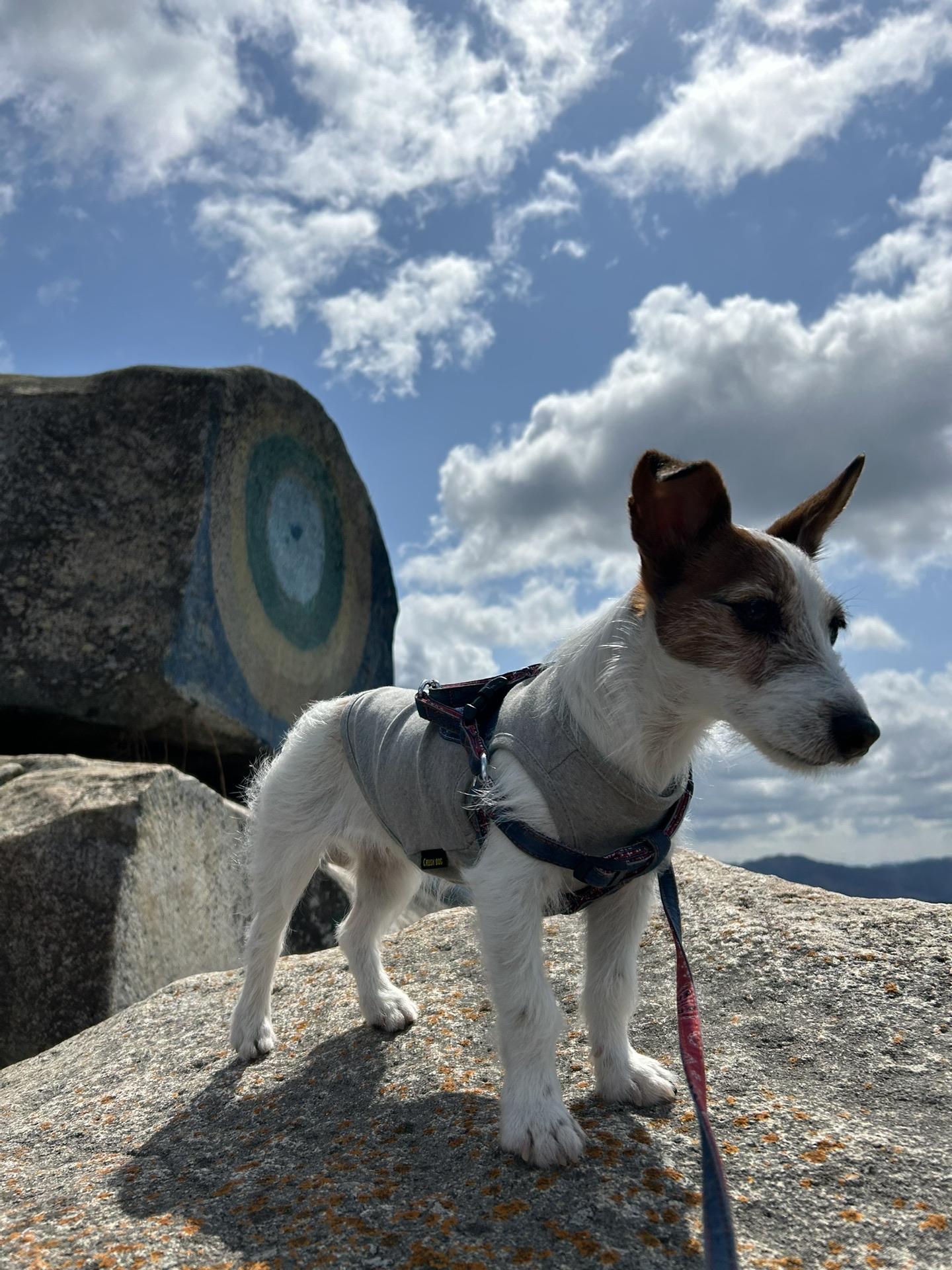 高尾山 / 88さんの呉娑々宇山・高尾山（広島県）・日浦山の活動日記 | YAMAP / ヤマップ