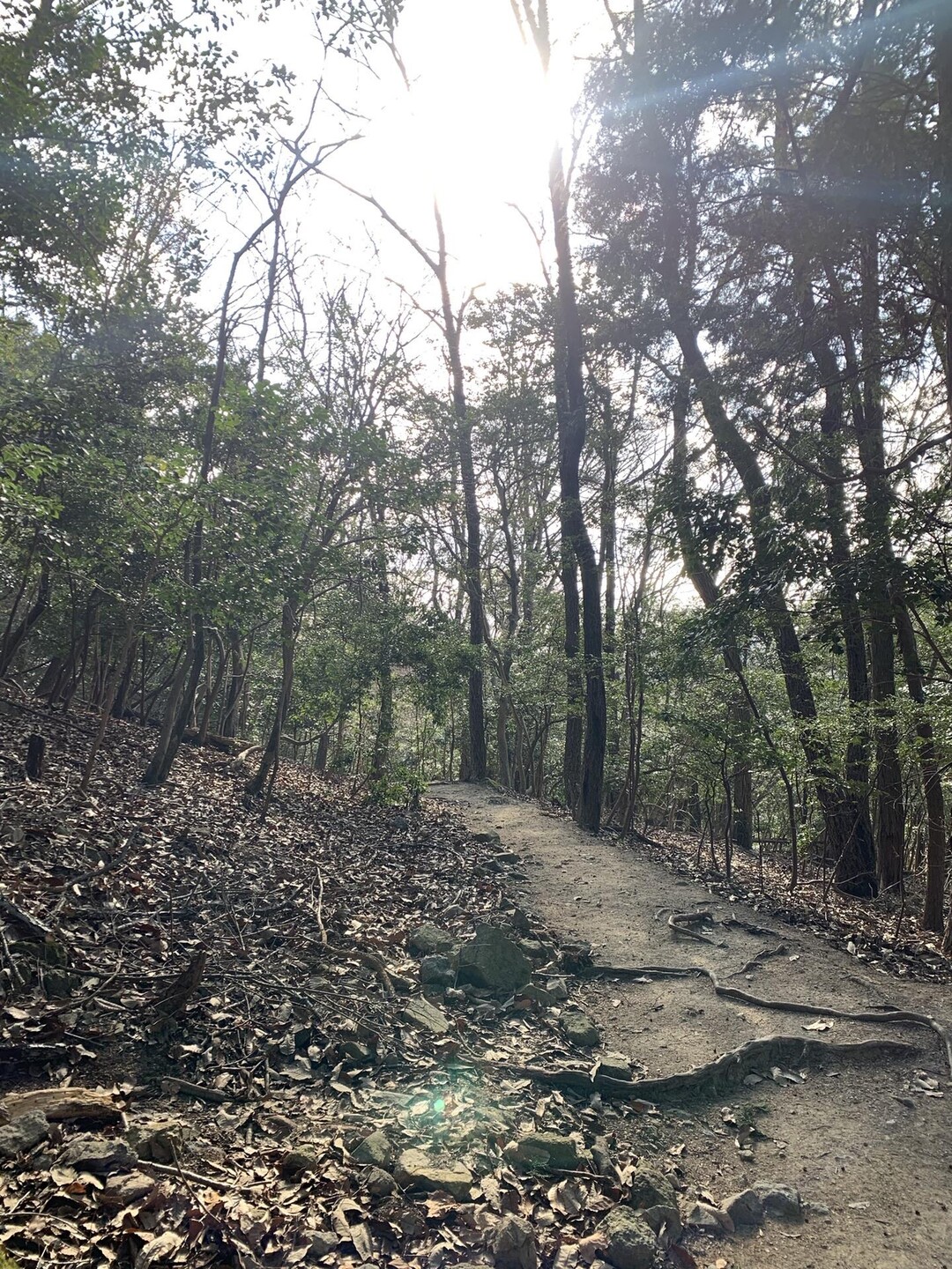 書写山 / YMO.Kさんの書写山・伊勢山・とんがり山の活動データ | YAMAP / ヤマップ