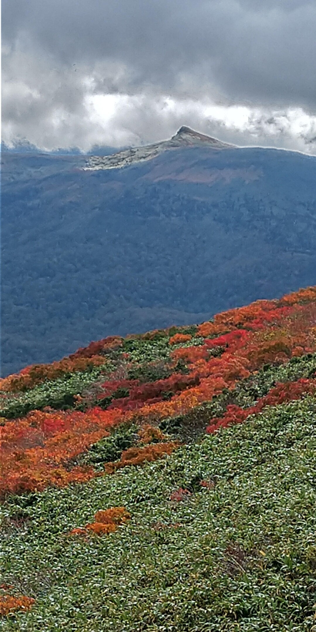 奥産道〜三ッ石山241005 / sasatさんの岩手山・八幡平・安比高原 50km トレイルの活動データ | YAMAP / ヤマップ