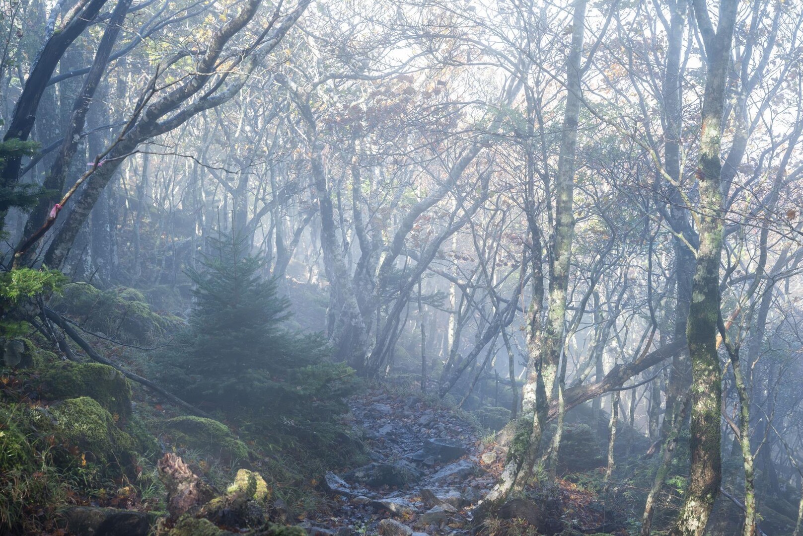 近畿最高峰 八経ヶ岳 / m_m.stさんの八経ヶ岳の活動データ | YAMAP / ヤマップ