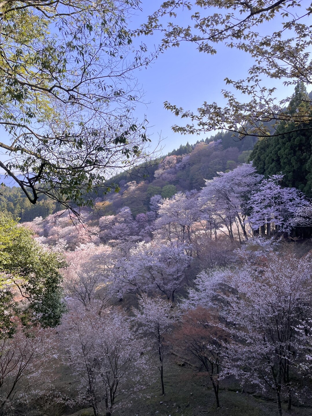 📍奈良県 🌸 吉野山 / neko.koさんのウォーキングの活動日記 | YAMAP / ヤマップ