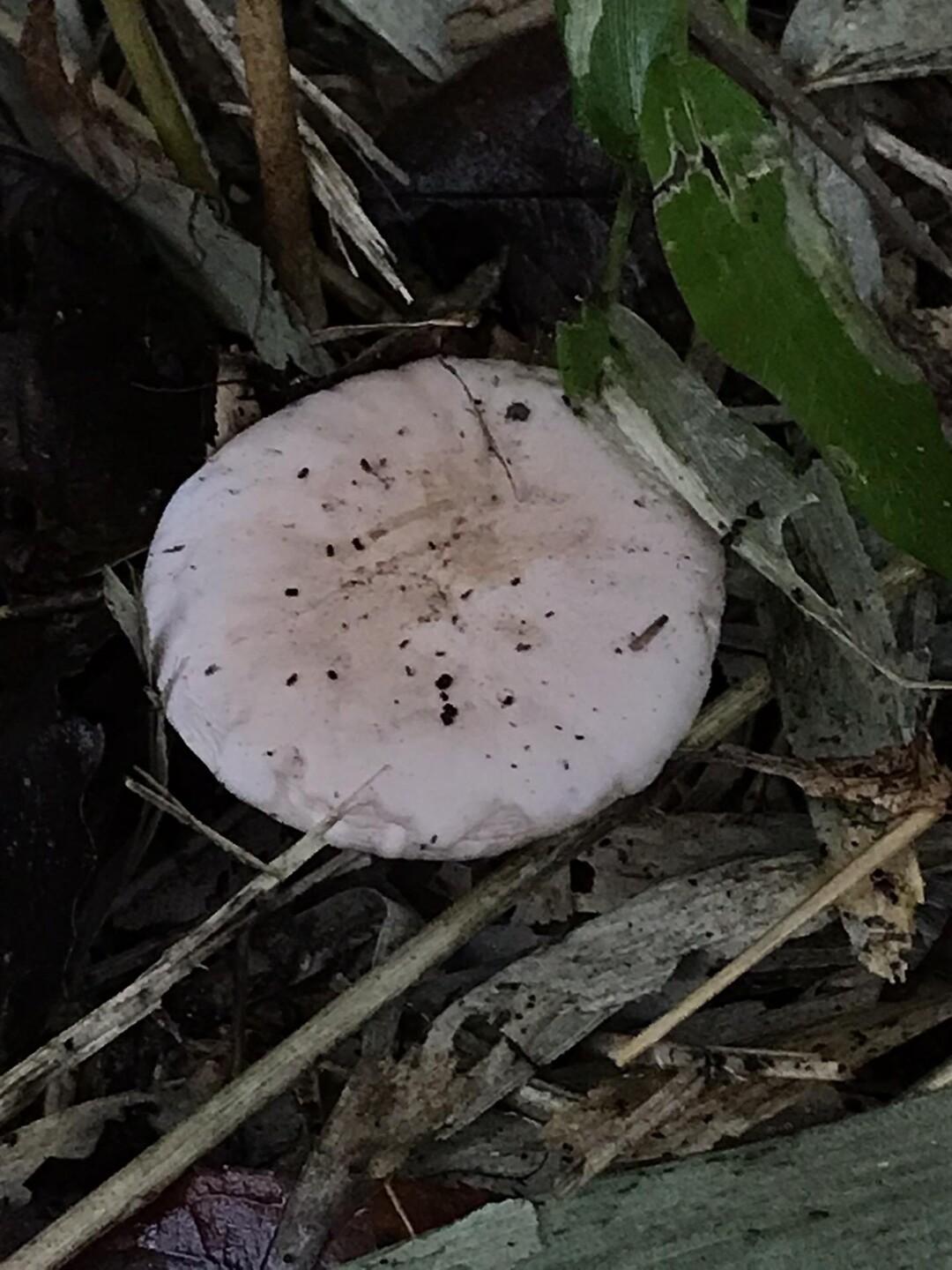 ムラサキシメジ🍄🍁 / pongoさんのモーメント | YAMAP / ヤマップ