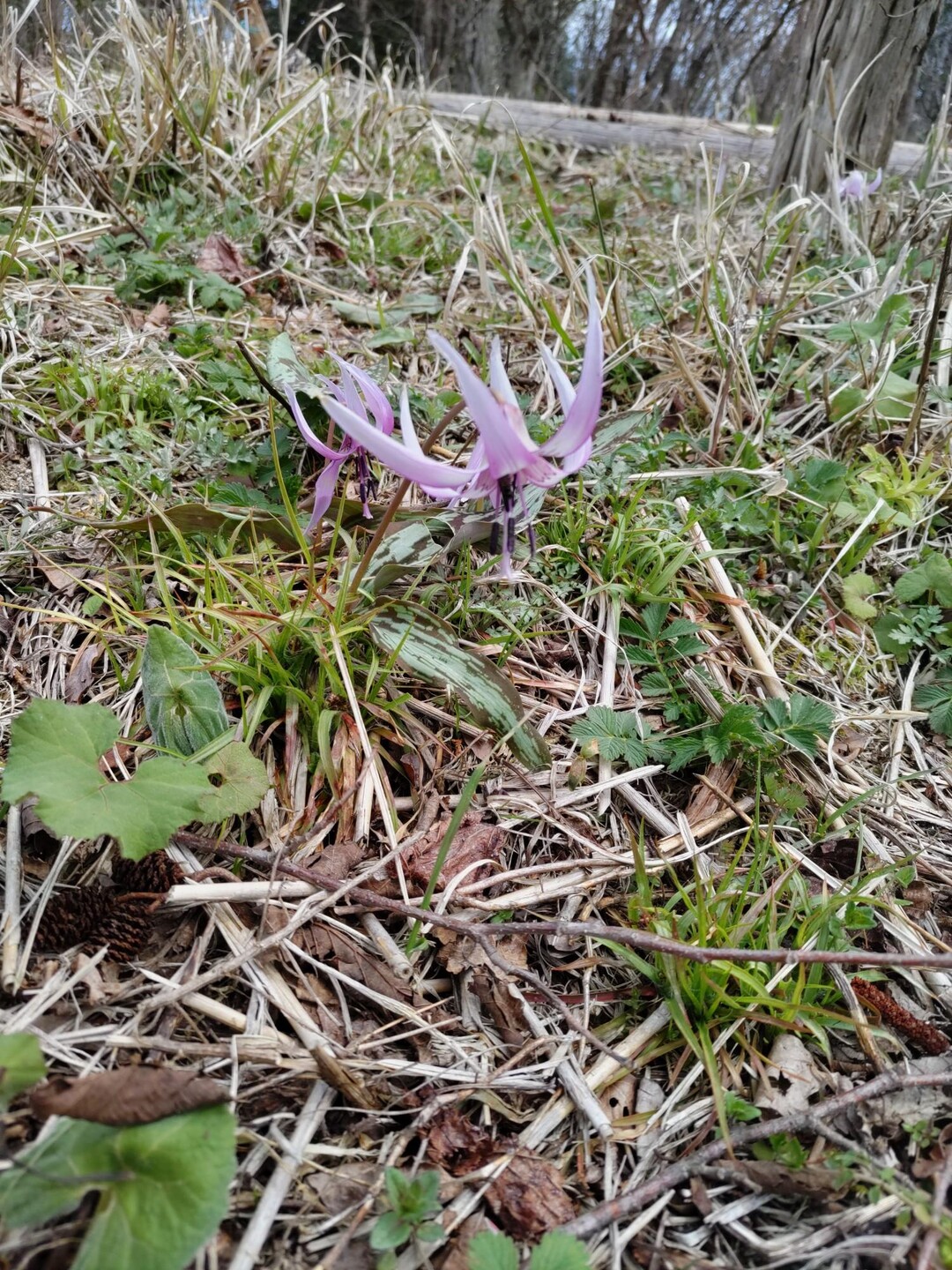 金剛山 メスティンご飯 / T64さんの金剛山・二上山・大和葛城山の活動データ | YAMAP / ヤマップ