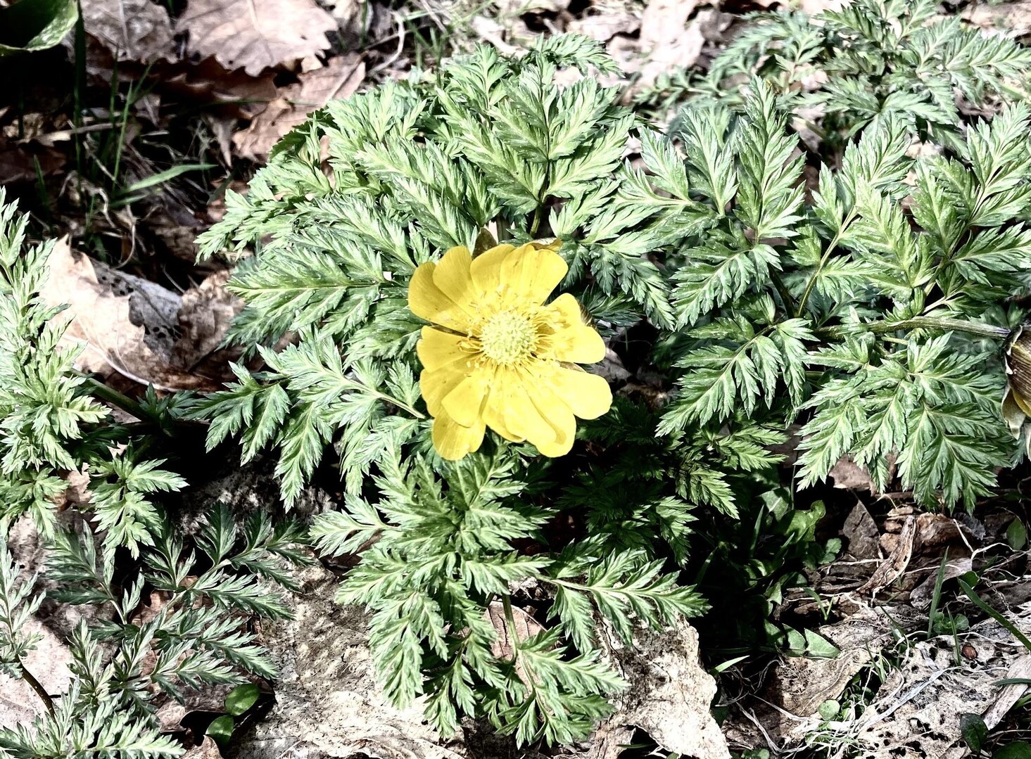 2023-04-15 久々の活動。キトウ... / usa-maさんのモーメント | YAMAP / ヤマップ