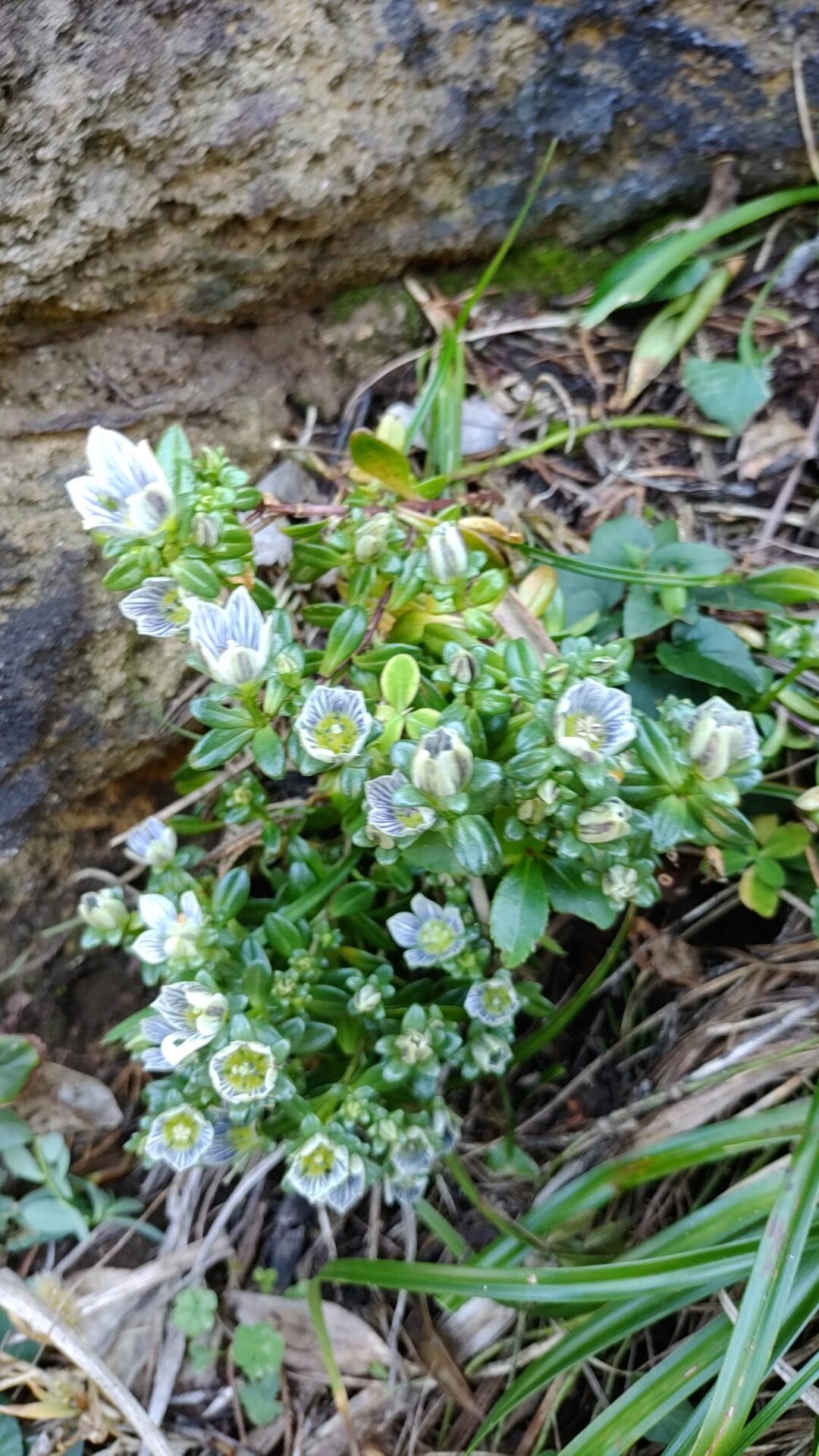 ソナレセンブリ / kumomaさんのモーメント | YAMAP / ヤマップ