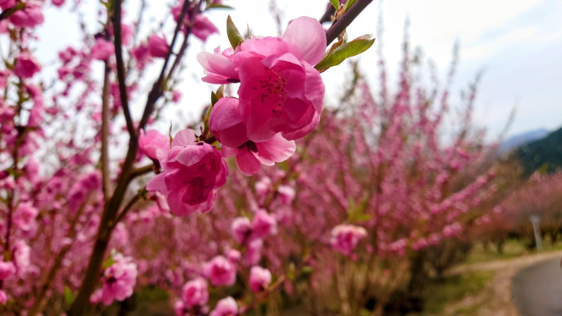 花桃めぐり 桃源郷＆花桃の郷 / capetaさんの官ノ倉山の活動データ | YAMAP / ヤマップ