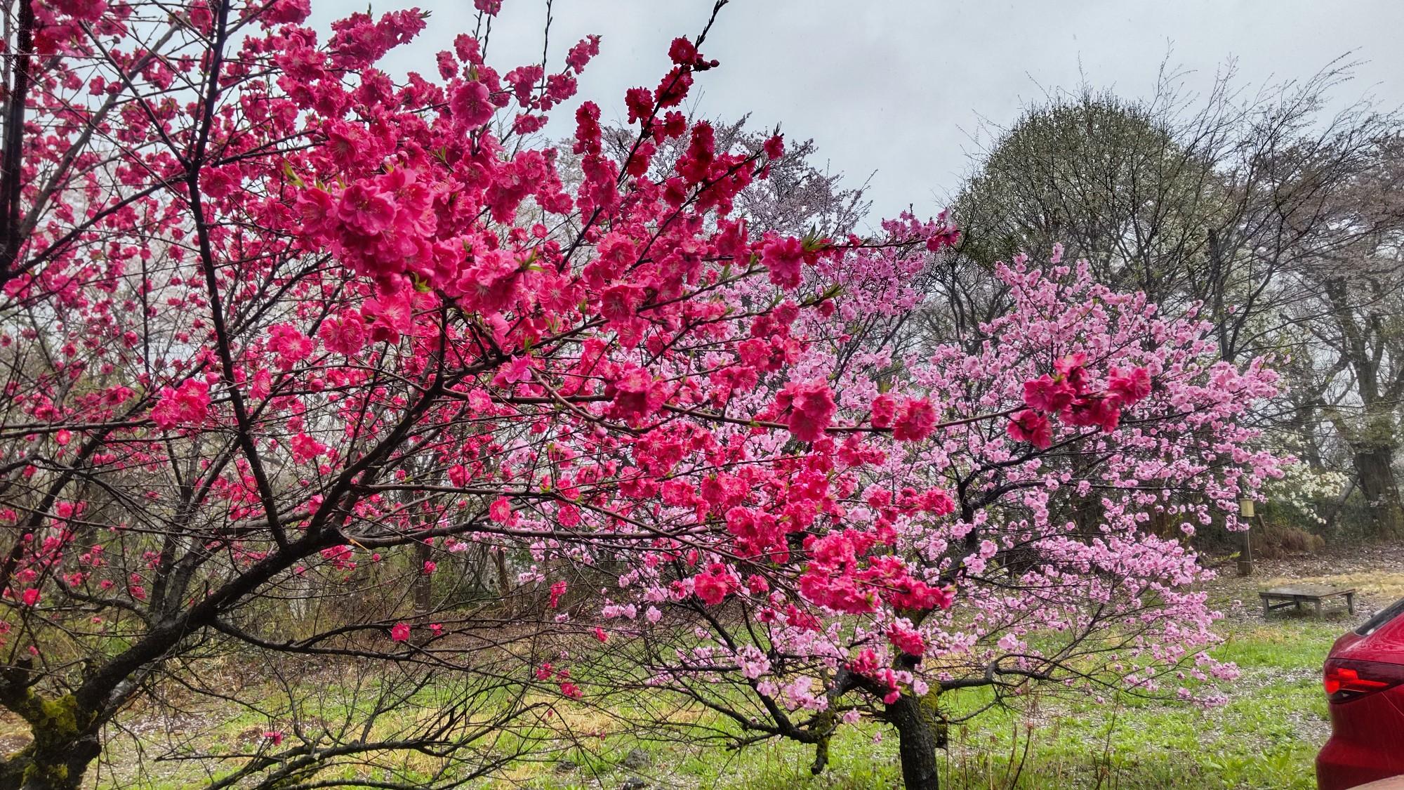 足羽山 https://tabibto.... / てんぐのこさんのモーメント | YAMAP / ヤマップ