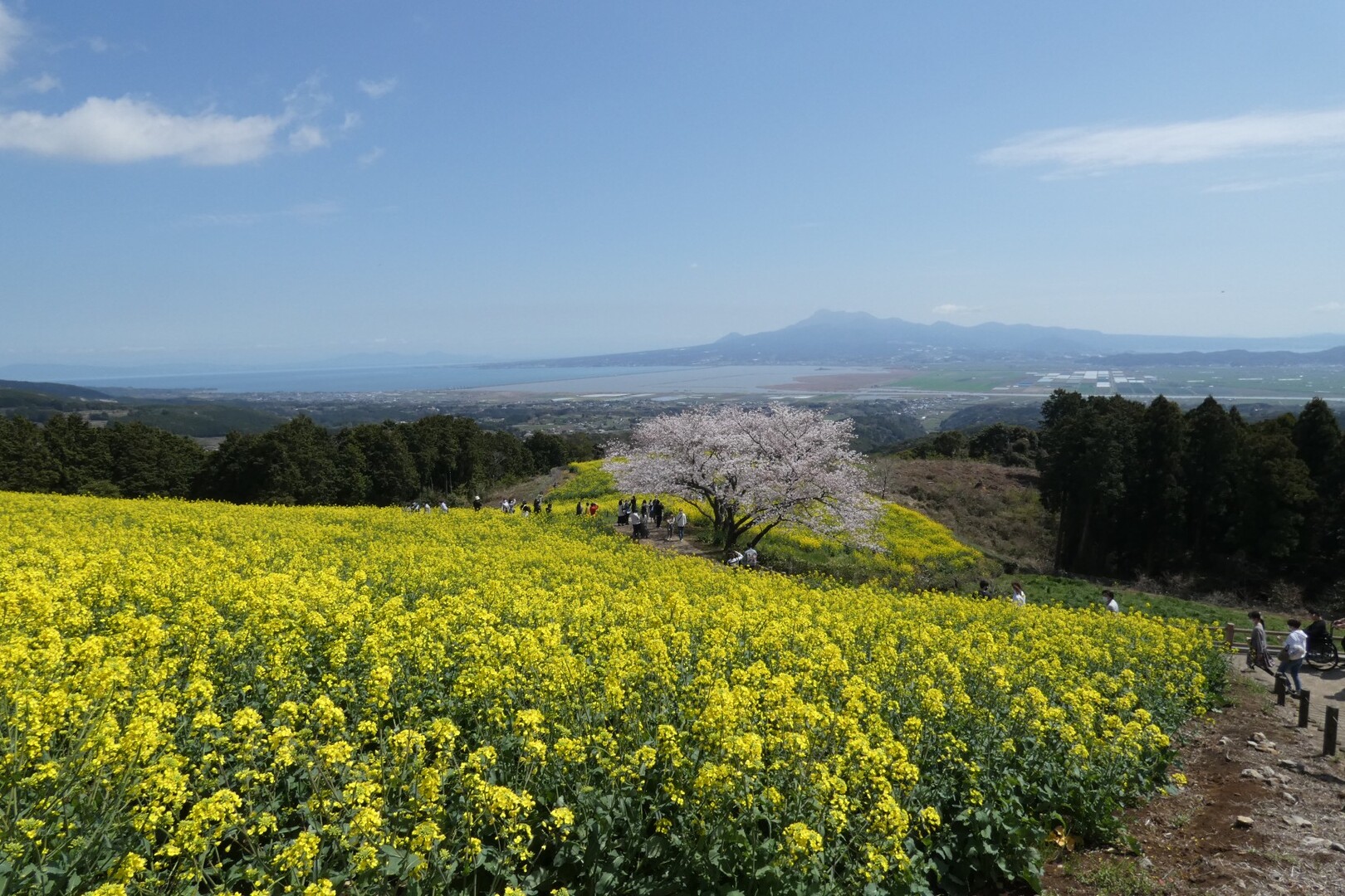 白木峰高原に菜の花を観に行ってきました ... / セイゴさんのモーメント | YAMAP / ヤマップ