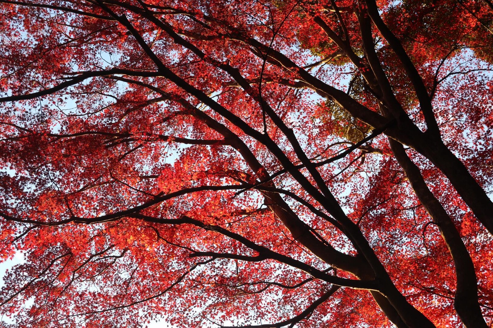 筑波山（男体山）・筑波山（女体山） / SHIOさんの筑波山の活動データ | YAMAP / ヤマップ